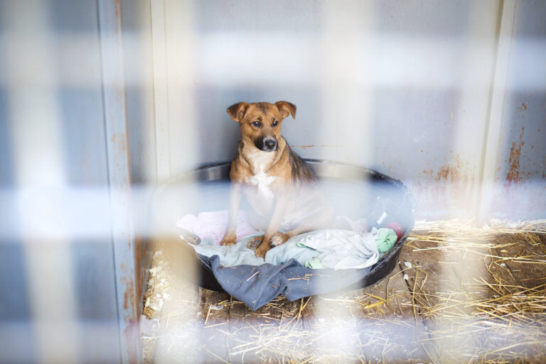4 tips om broodfokkers te herkennen - Sys Pomsky Dream