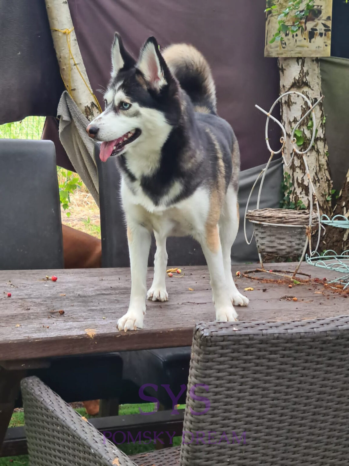 Nieuwste nestje - Sys Pomsky Dream